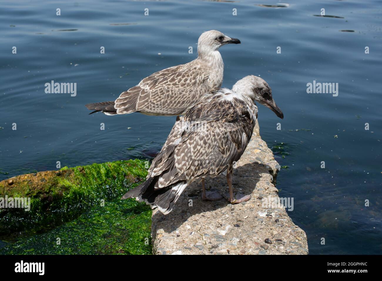 Closeup shot of two Caspian gulls near the water Stock Photo - Alamy