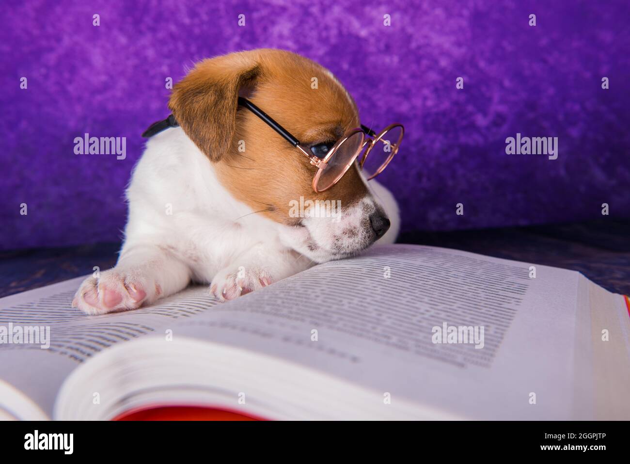 Cute dog tired student reading a book to teach lessons, falls asleep ...