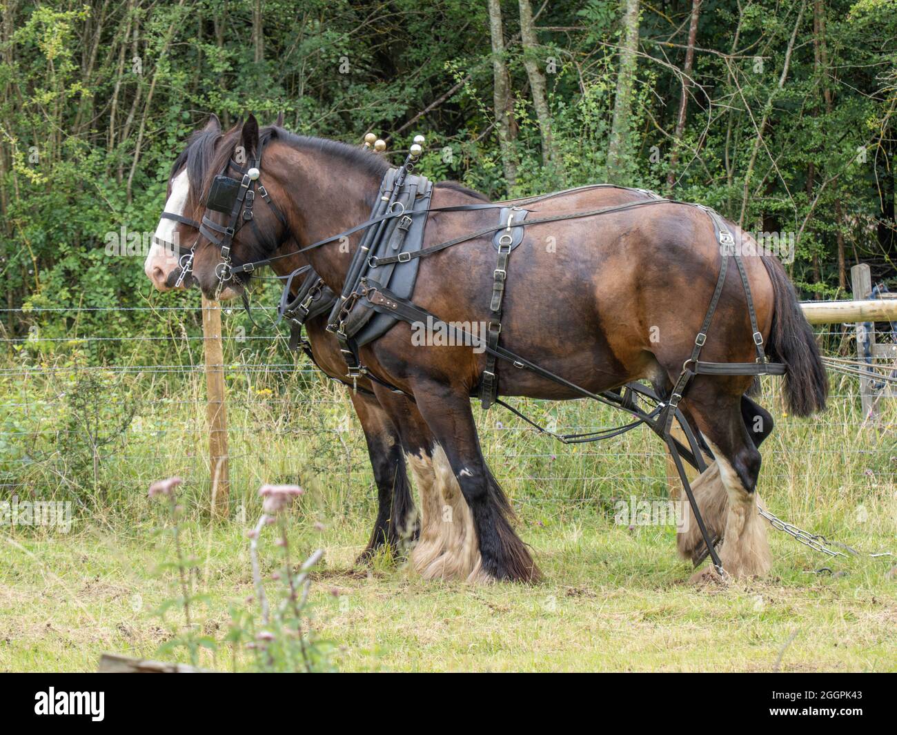 Two Shire Horses Working Stock Photo - Alamy