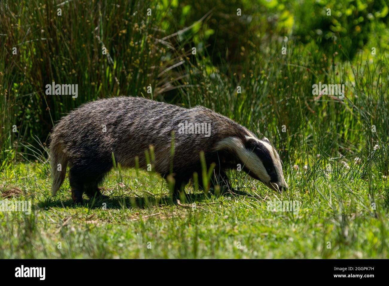 Badger sett field hi-res stock photography and images - Alamy