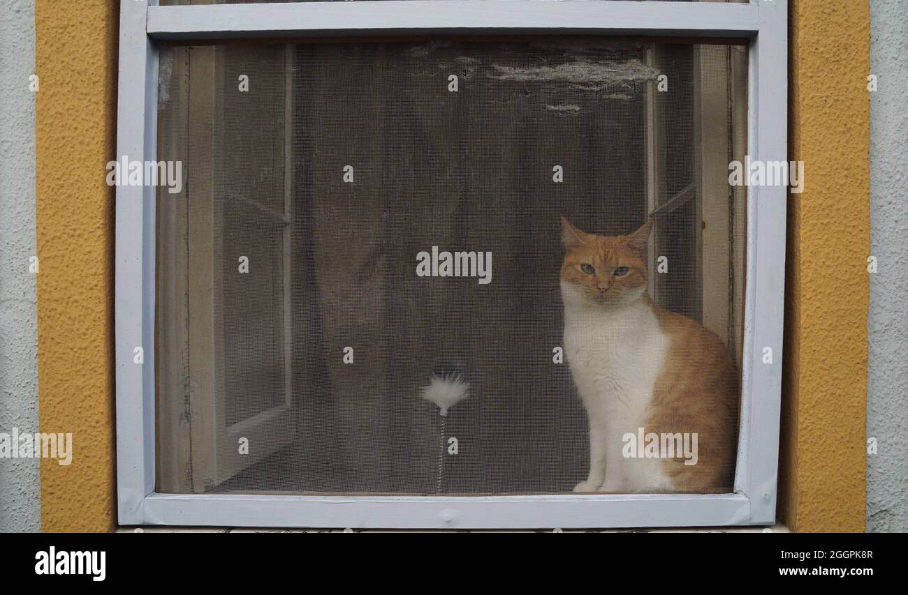 An aristocratic beige and white cat looks at us from behind a window in ...