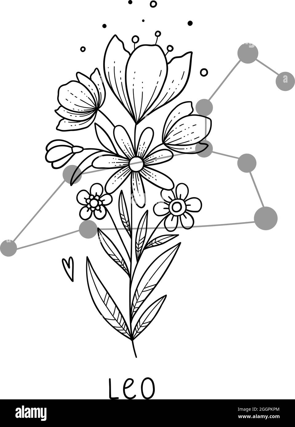 Constellation Leo Lion Outline High Resolution Stock Photography and ...