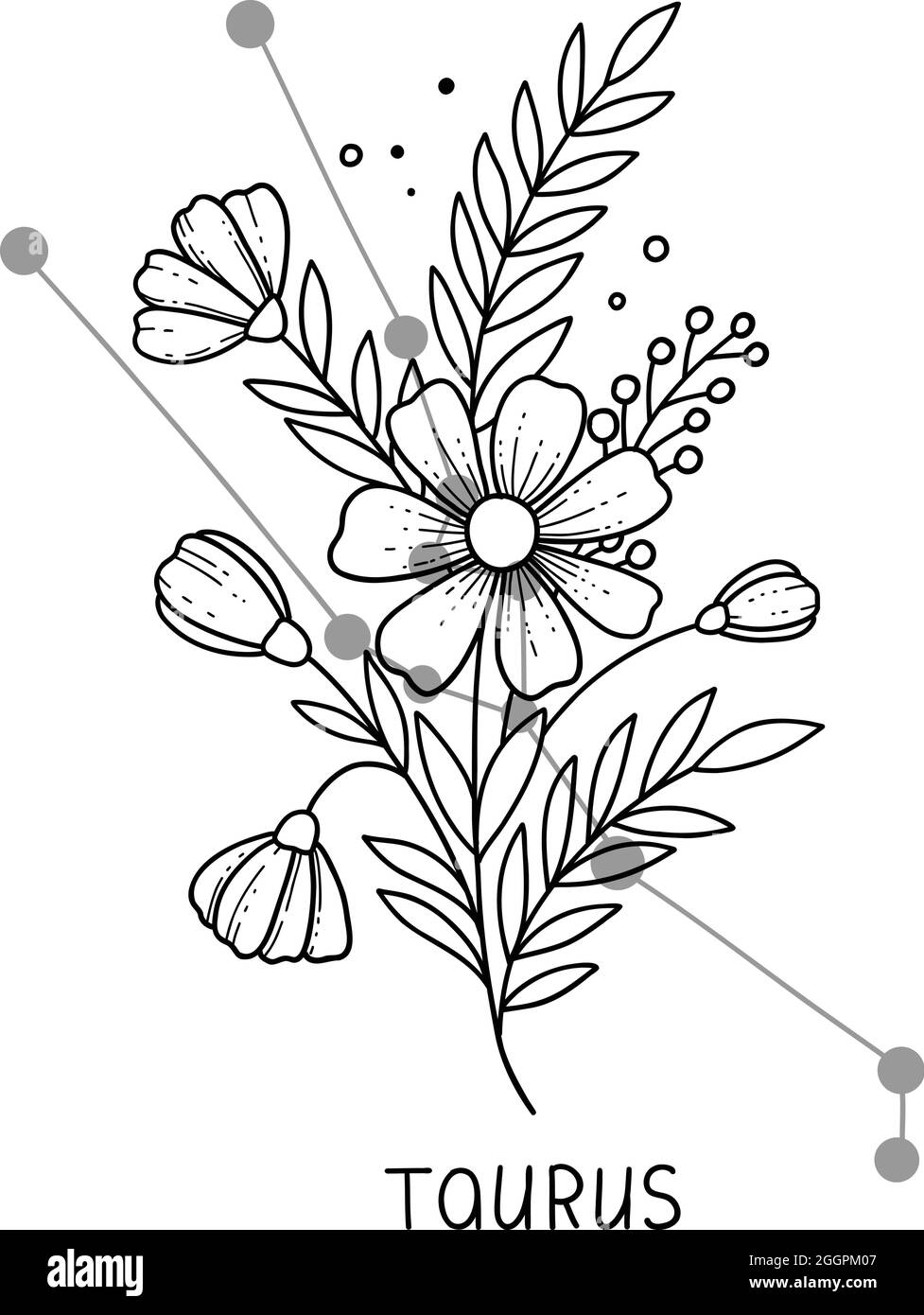 Taurus constellation Black and White Stock Photos & Images - Alamy