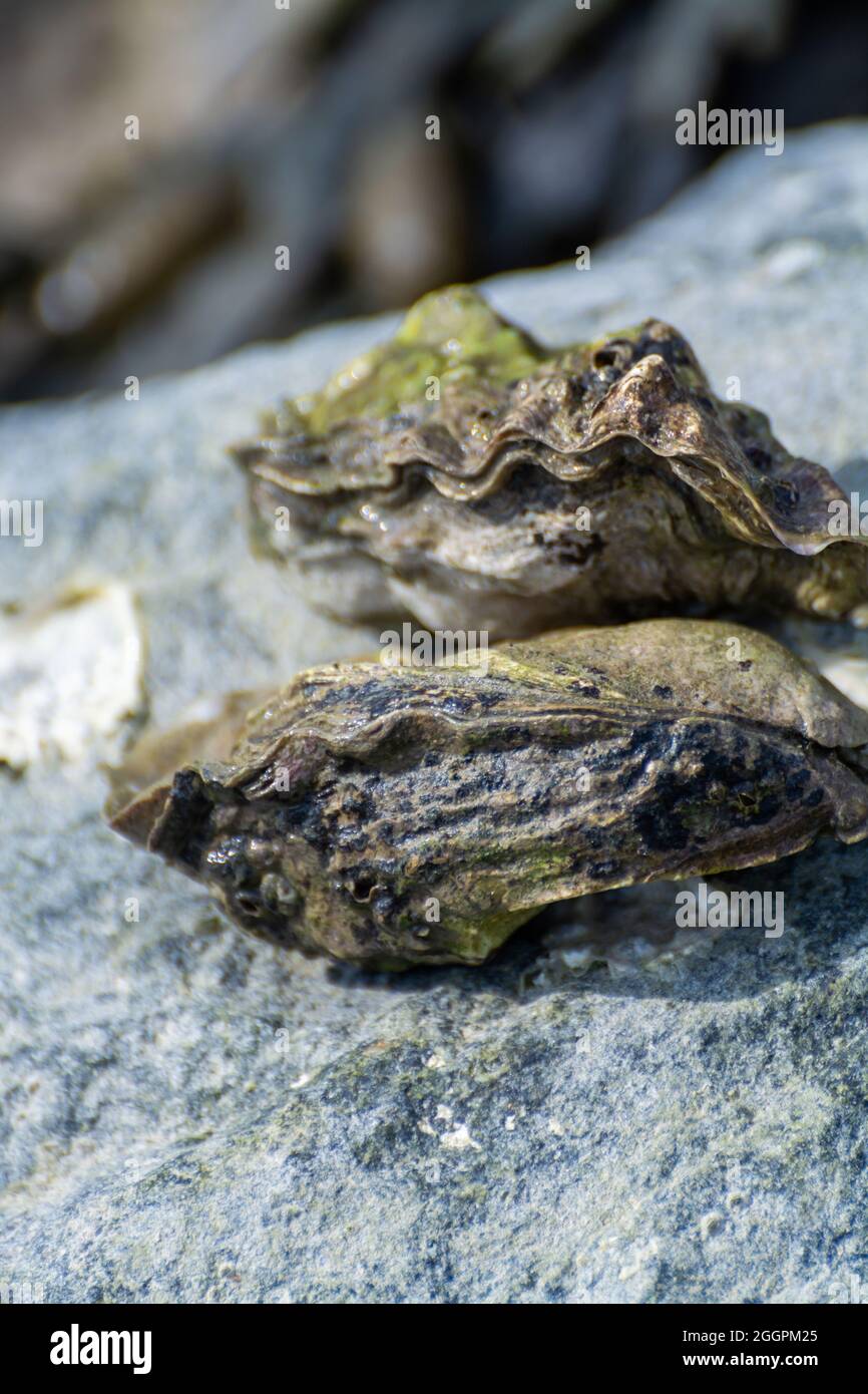 Wild creuse oysters shellfish growing on stones in salted water of ...