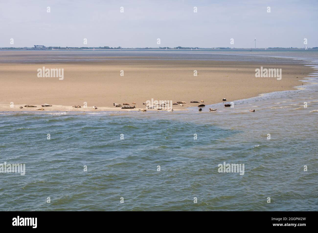 Oosterschelde seal hi-res stock photography and images - Alamy