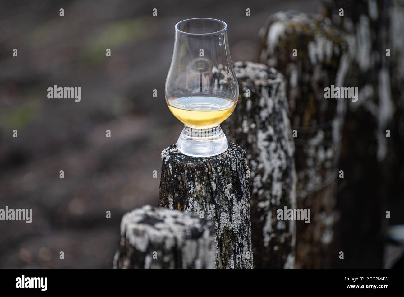Tasting of dram single malt scotch whisky on seashore in Scotland, old ...