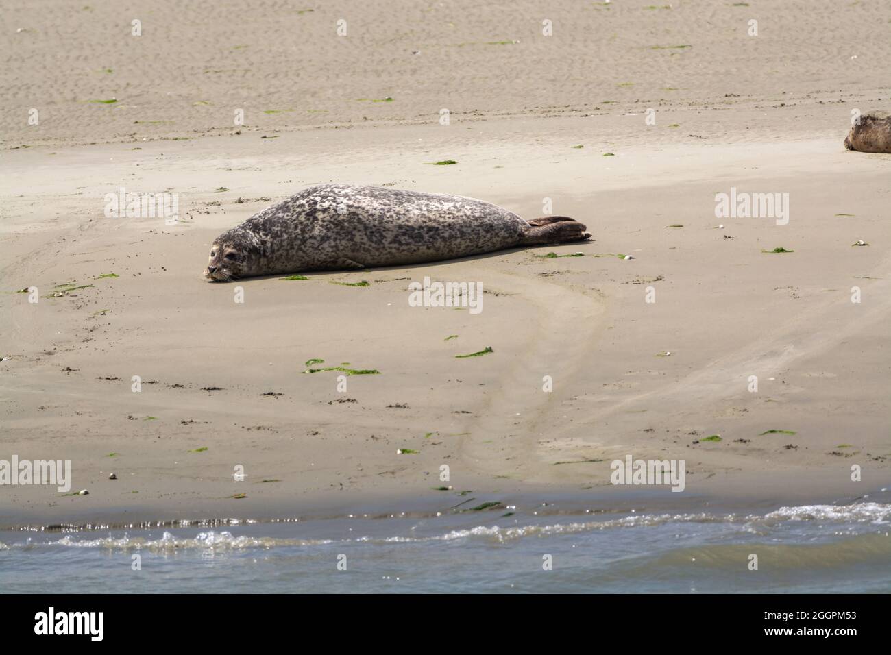 Animal collection, group of big sea seals resting on sandy beach during ...