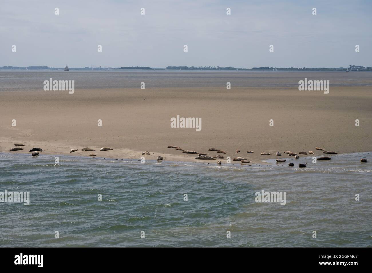 Animal collection, group of big sea seals resting on sandy beach during ...
