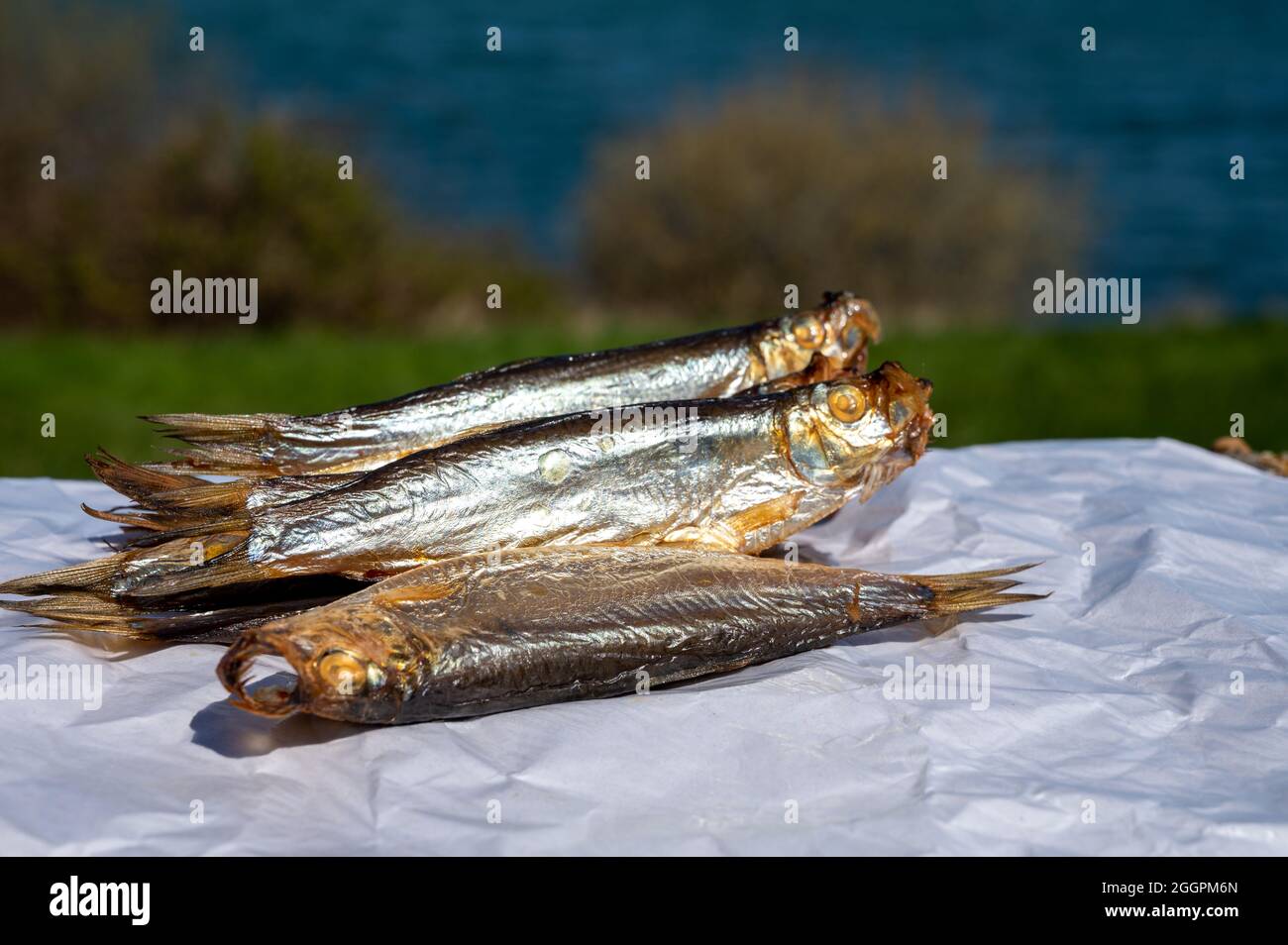 Smoked sprattus or sprats sea fish served outdoor with view on blue sea ...