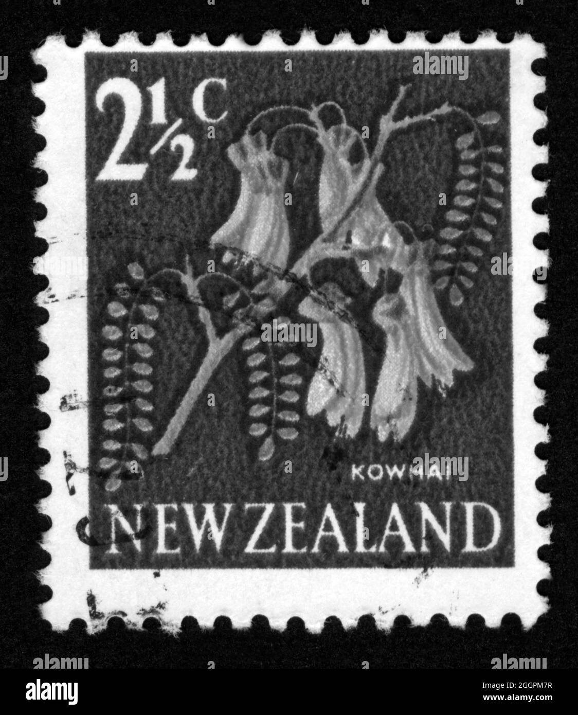 Kowhai kowhai Black and White Stock Photos & Images - Alamy
