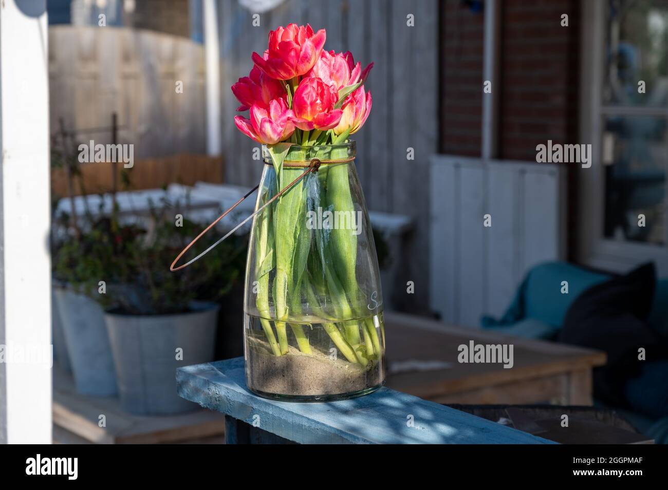 Pink tulips in glass vase with water and sand on outdoor terrace in ...