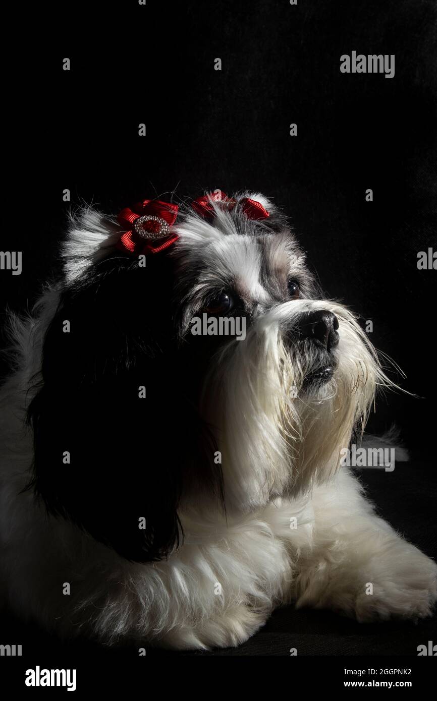 Black and white image of a lhasa apso dog with red bows, spot light and ...