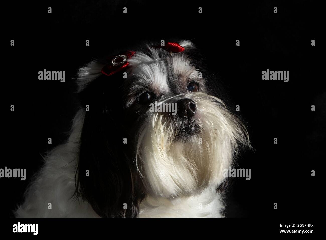 Black and white image of a lhasa apso dog with red bows, spot light and ...