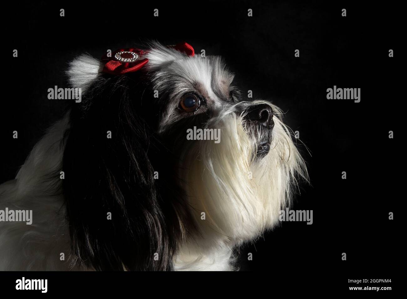 Black and white image of a lhasa apso dog with red bows, spot light and ...