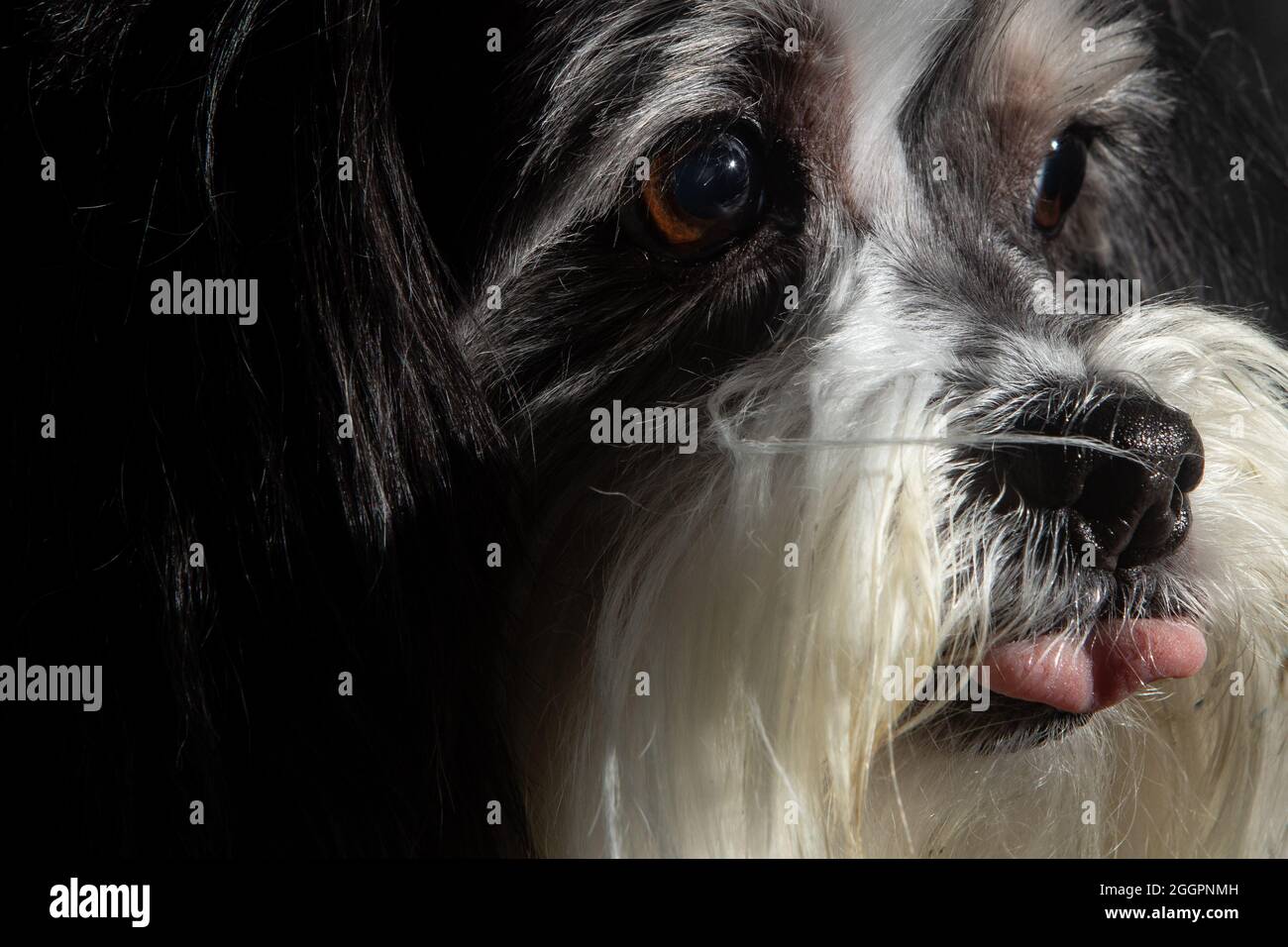 Black and white image of a lhasa apso dog with red bows, spot light and ...