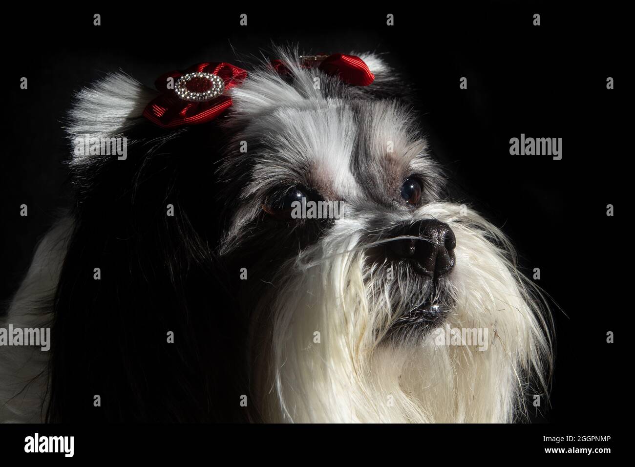 Black and white image of a lhasa apso dog with red bows, spot light and ...