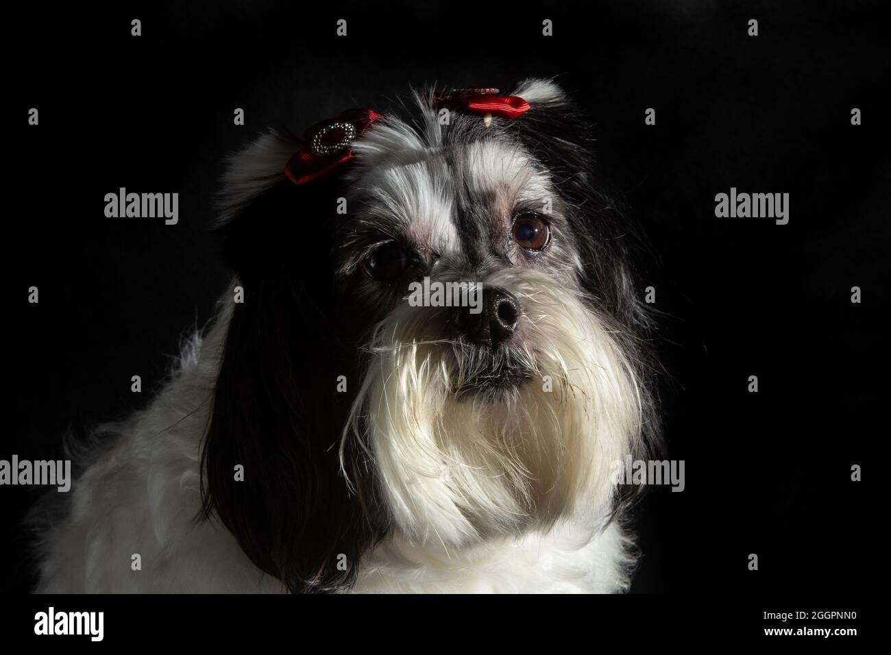 Black and white image of a lhasa apso dog with red bows, spot light and ...