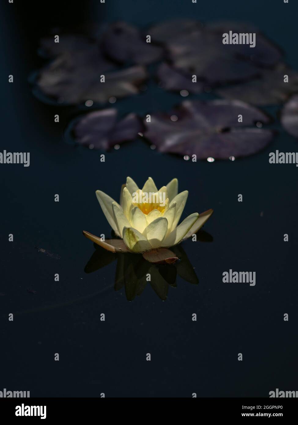 Plant of lotus hi-res stock photography and images - Alamy