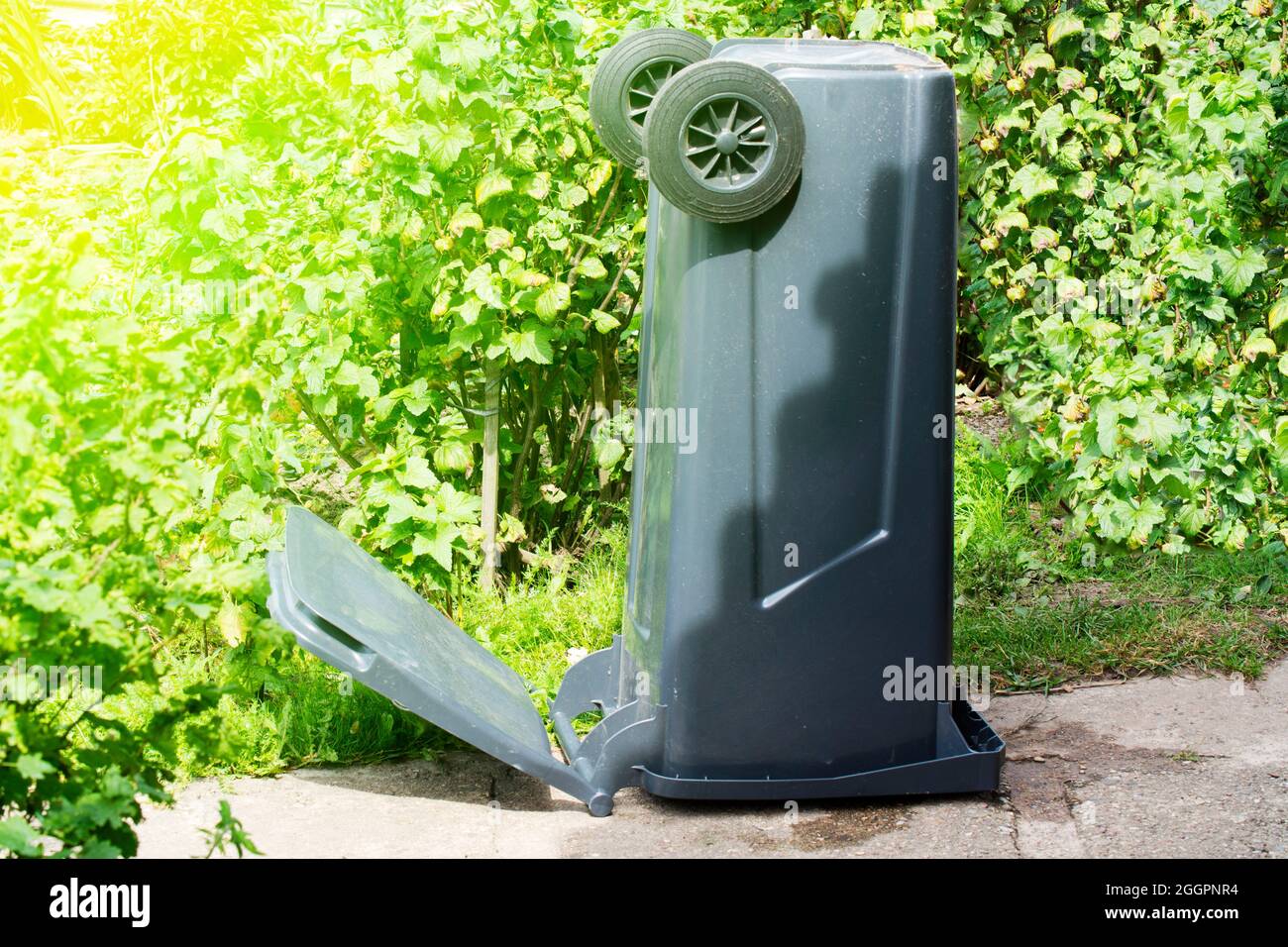 Cleaned grey garbage can is turned over and dries in sun light. Washing ...