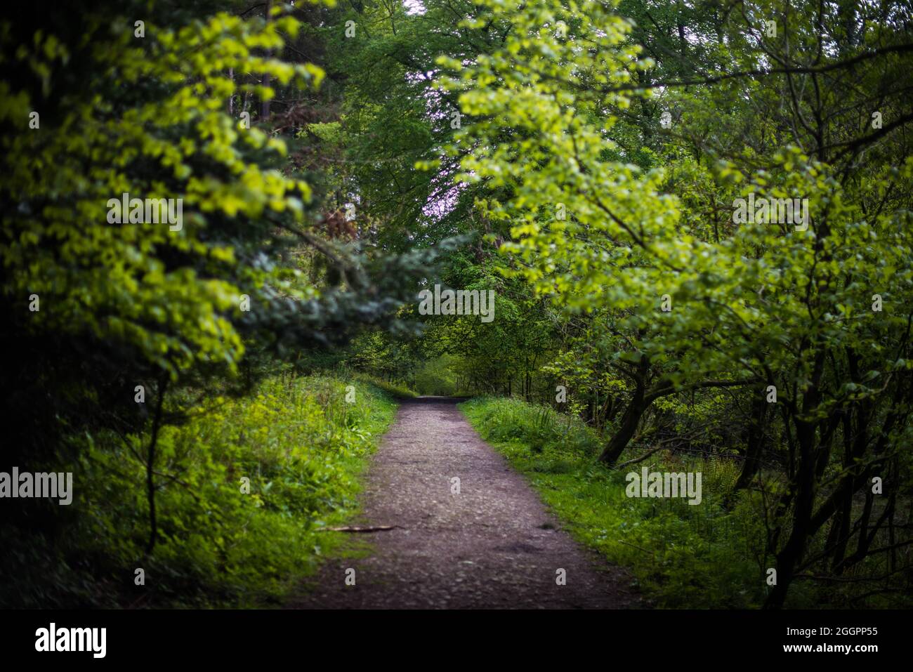 Moss ponds hi-res stock photography and images - Alamy