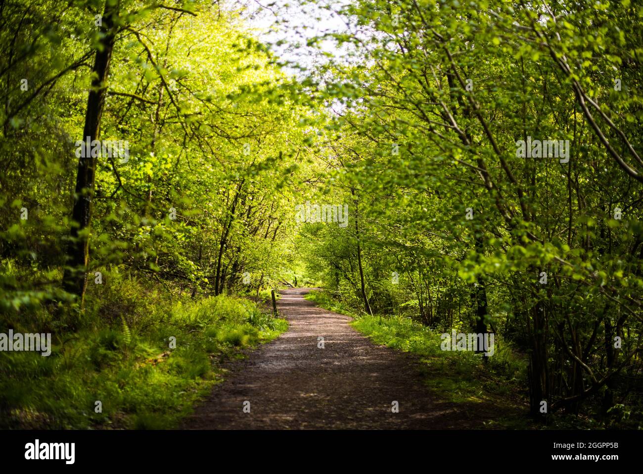 Ponds paths hi-res stock photography and images - Alamy