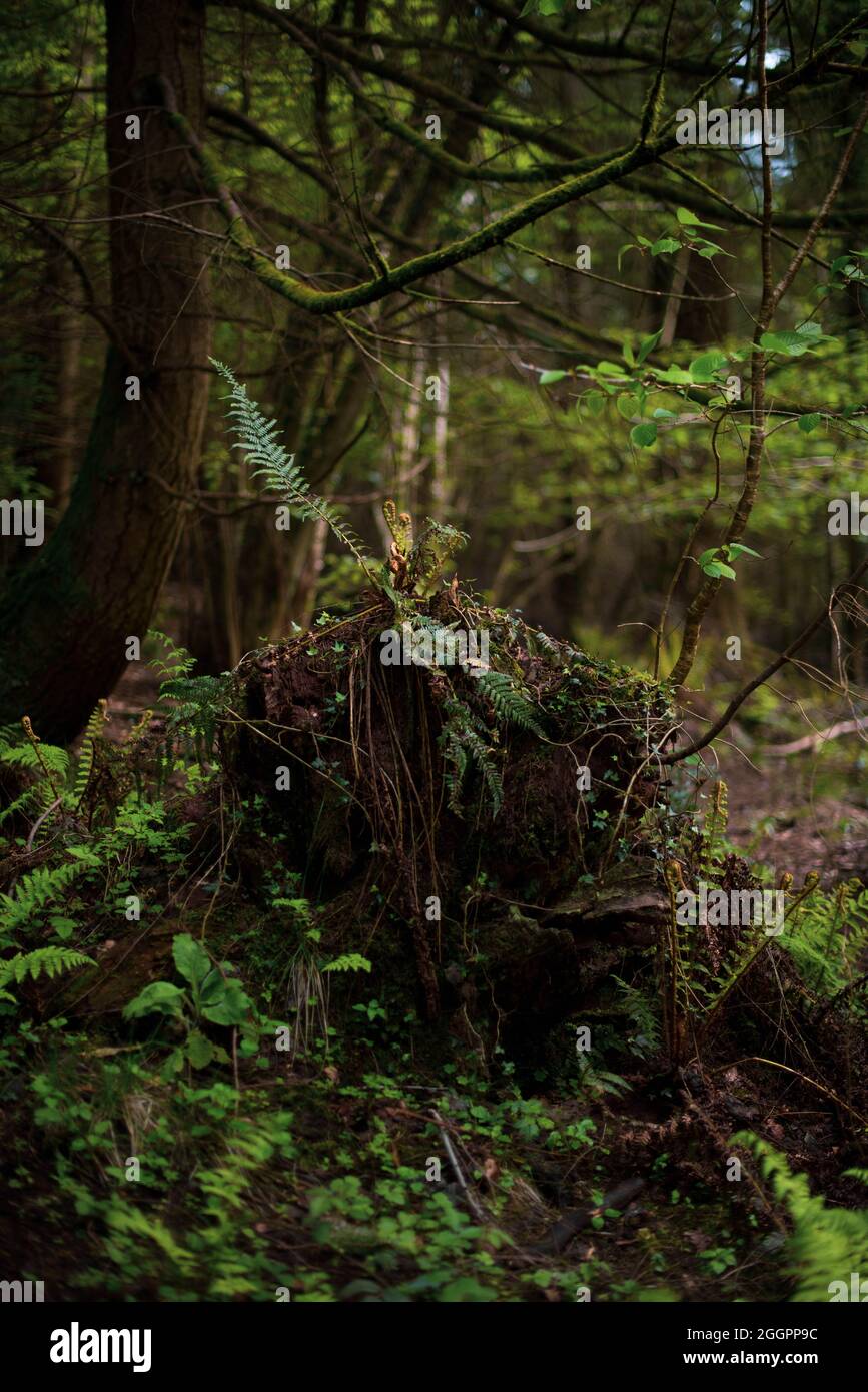 Ponds paths hi-res stock photography and images - Alamy