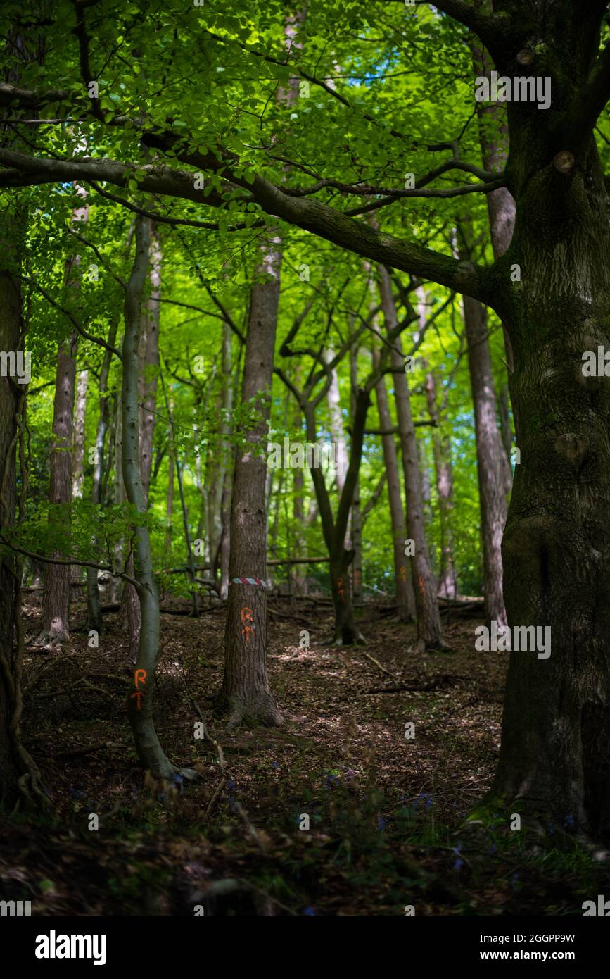 Soudley ponds hi-res stock photography and images - Alamy
