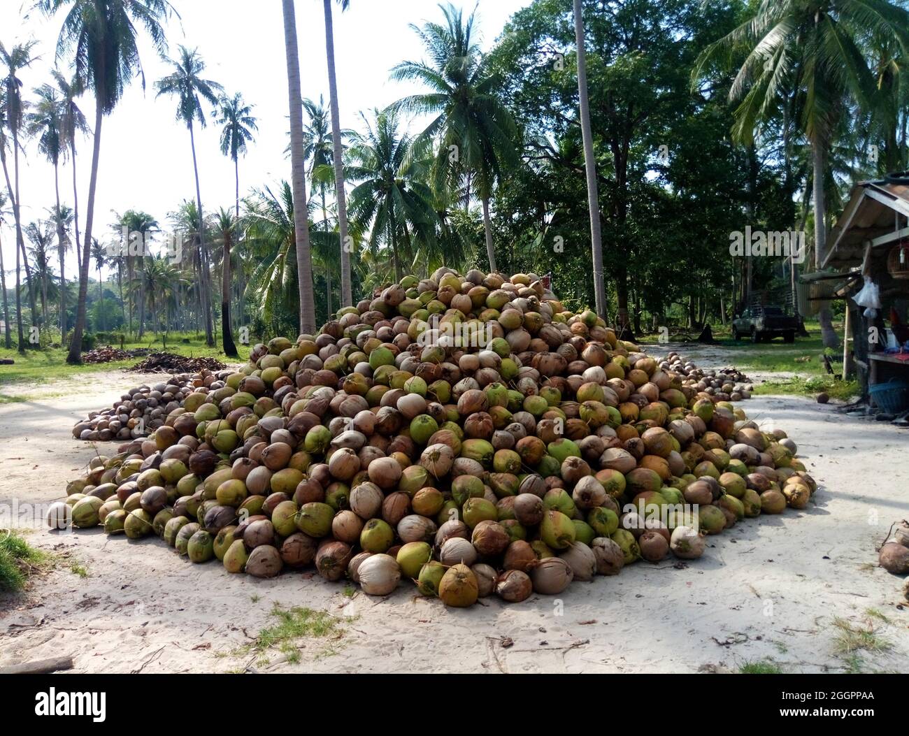 Coconut oil production. Mountains of coconut shells Stock Photo - Alamy