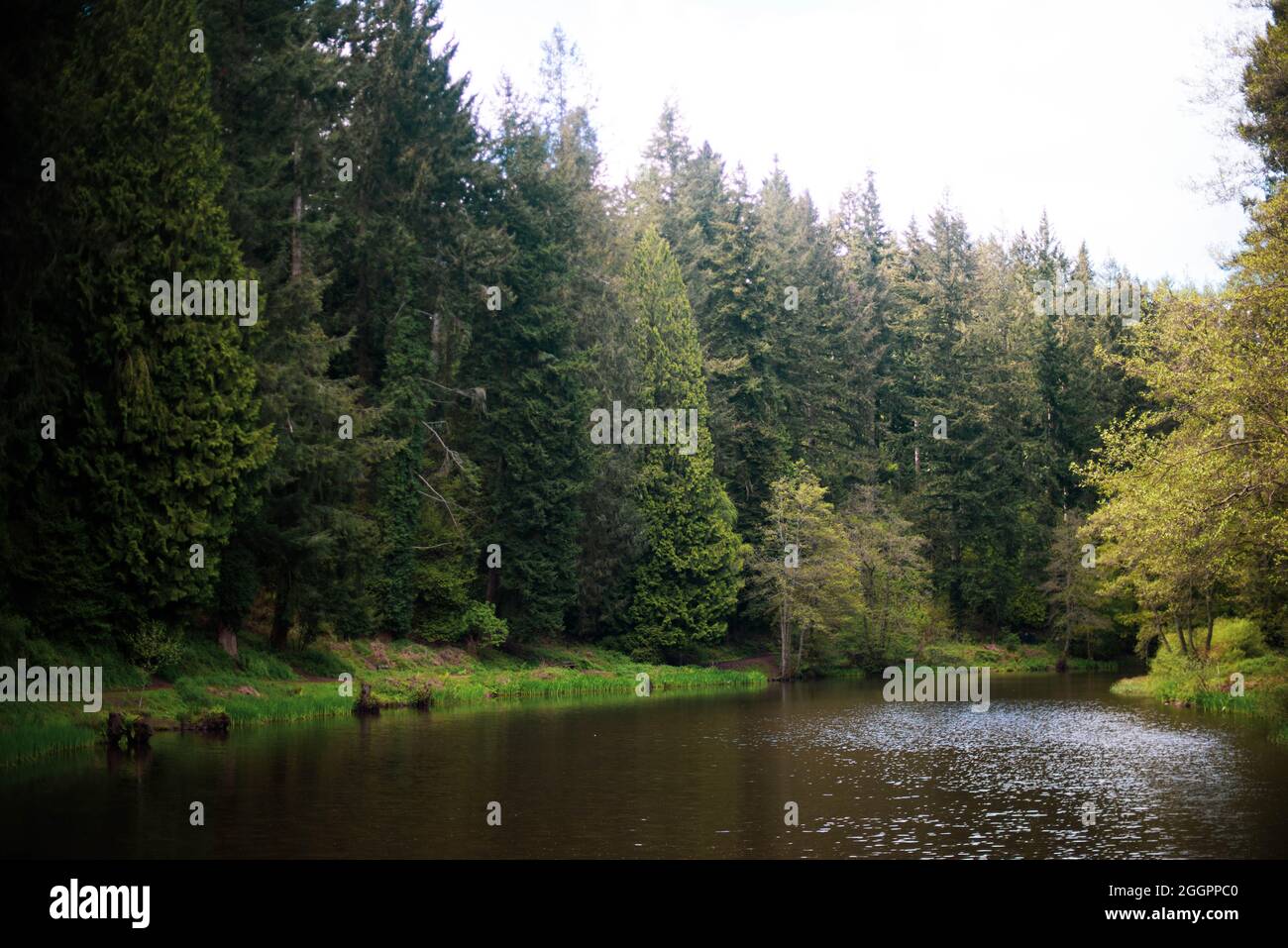 Soudley Ponds, summer 2021 Stock Photo - Alamy