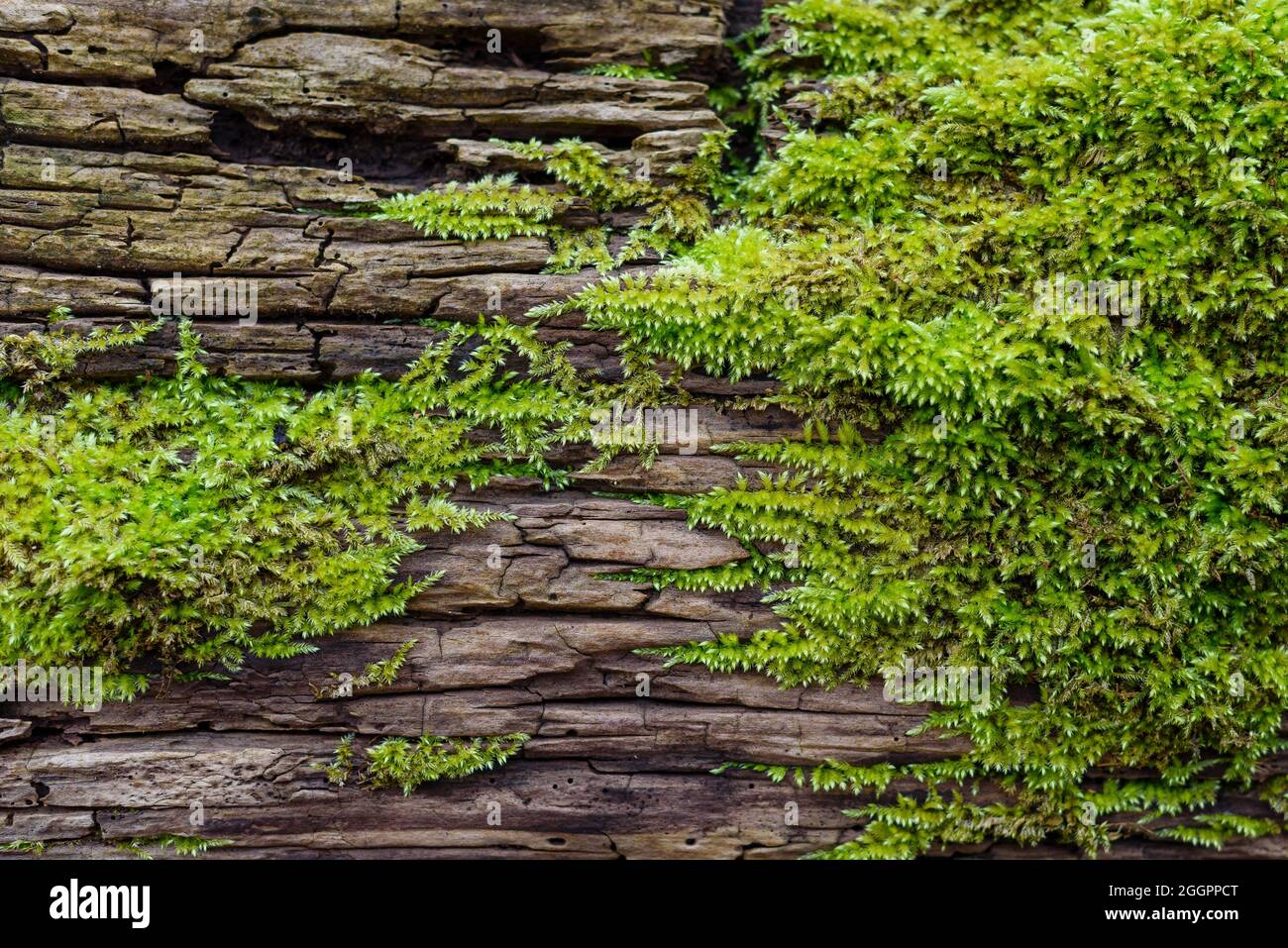 Moss that grows on dead wood, Moss on dead wood Stock Photo - Alamy