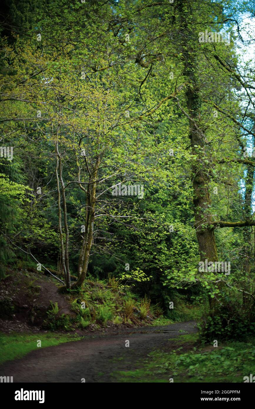 Ponds paths hi-res stock photography and images - Alamy