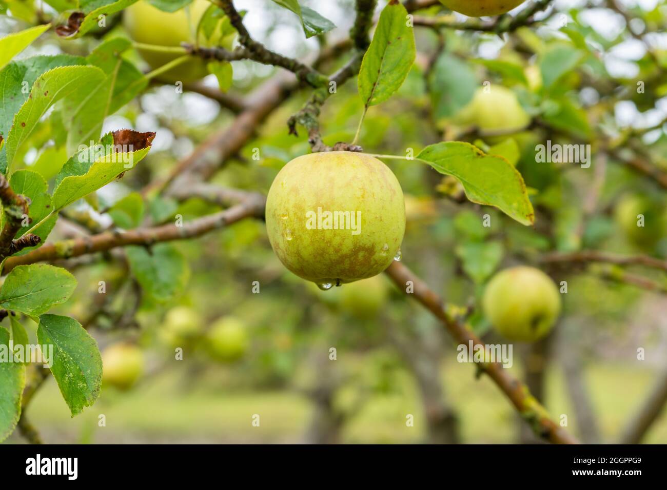 Apple organic tree hi-res stock photography and images - Alamy