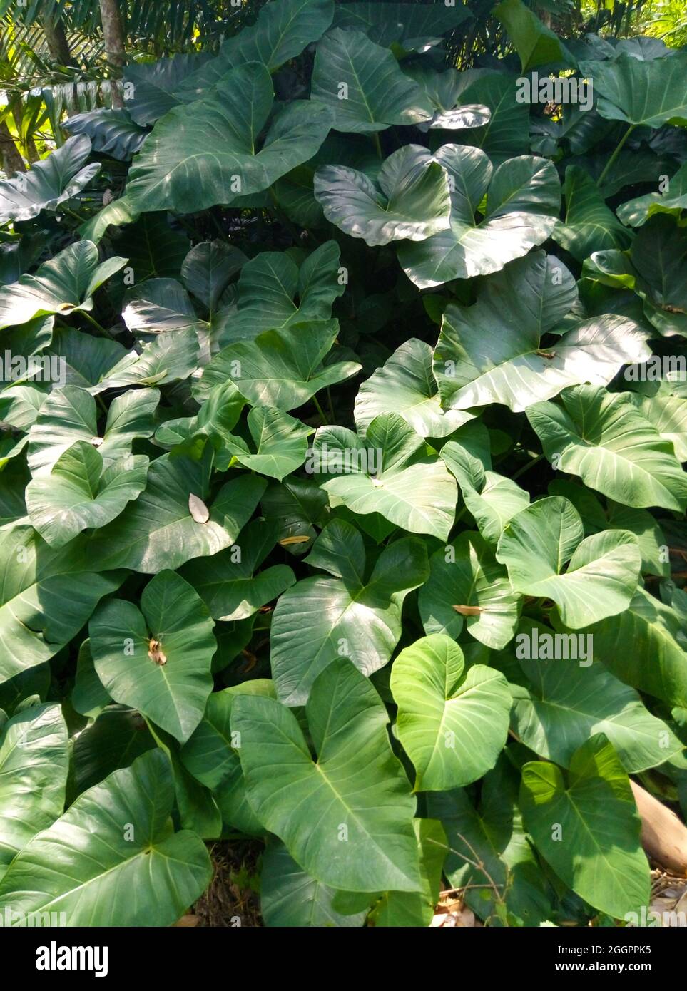 Plants in the jungle are large green leaves Stock Photo - Alamy