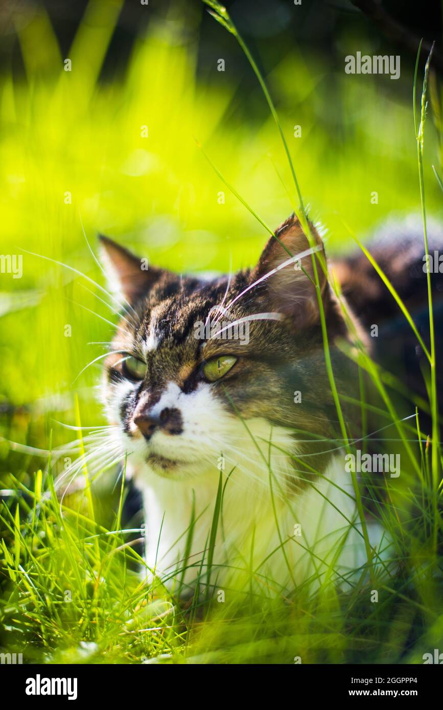 2021 daisy hi-res stock photography and images - Alamy