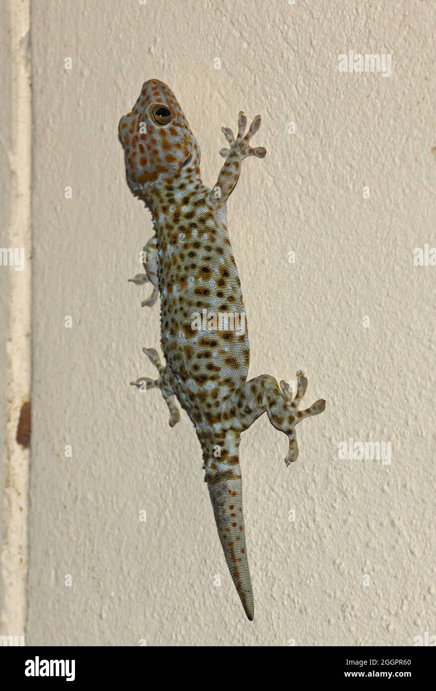 Gecko thailand house hi-res stock photography and images - Alamy