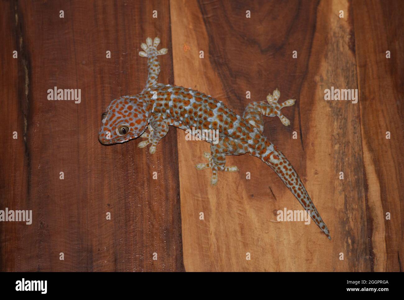 Tokay Gecko (Gecko gecko) adult on wooden wall Kaeng Krachan, Thailand ...