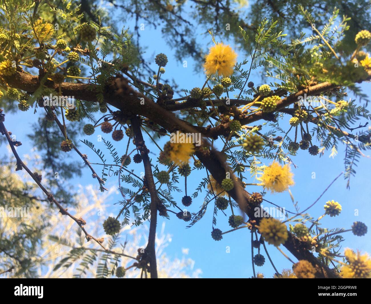 Acacia vachellia hi-res stock photography and images - Alamy