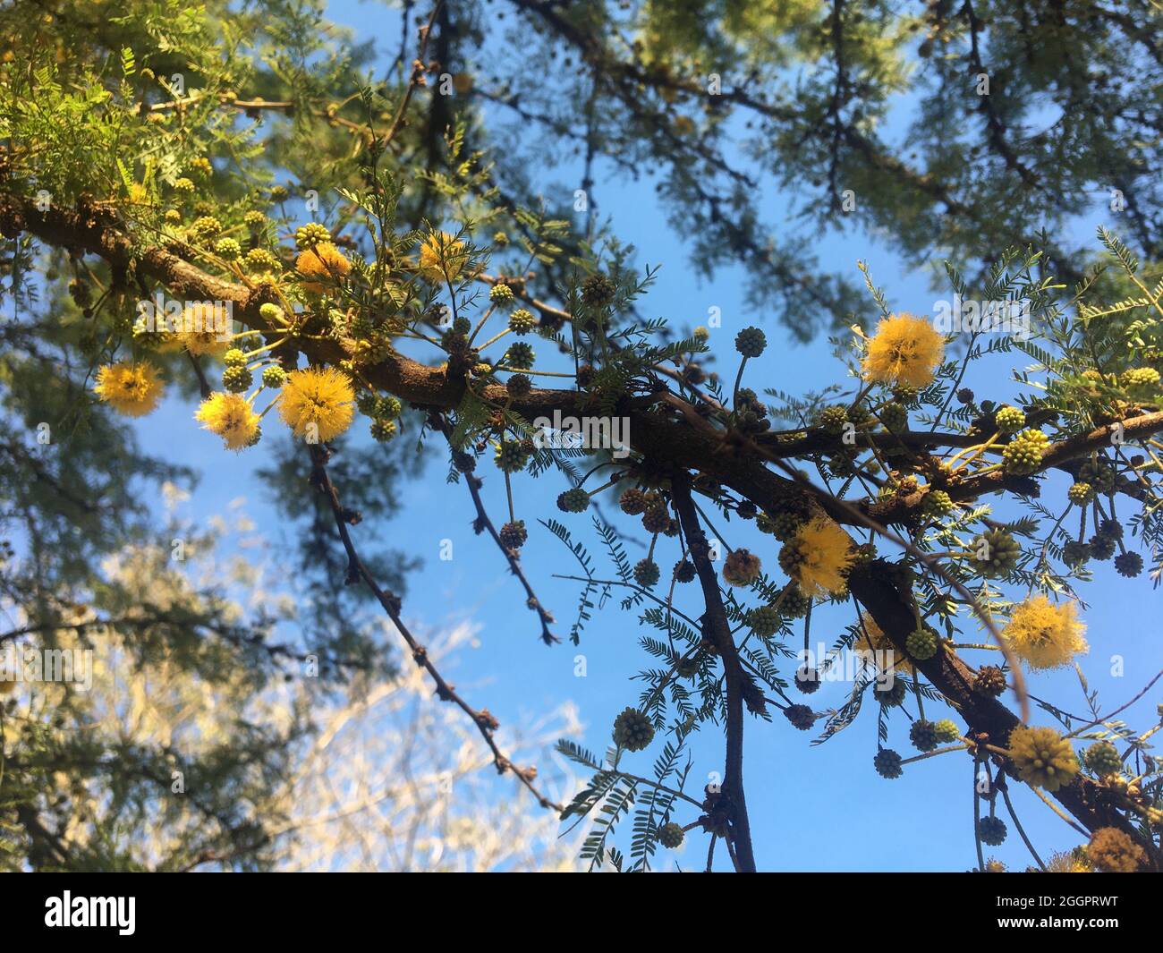 yellow flowers of a caven acacia. Vachellia caven. Espinillo Stock ...