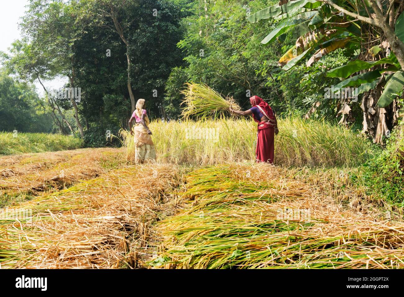 Harvesting rice paddies hi-res stock photography and images - Alamy
