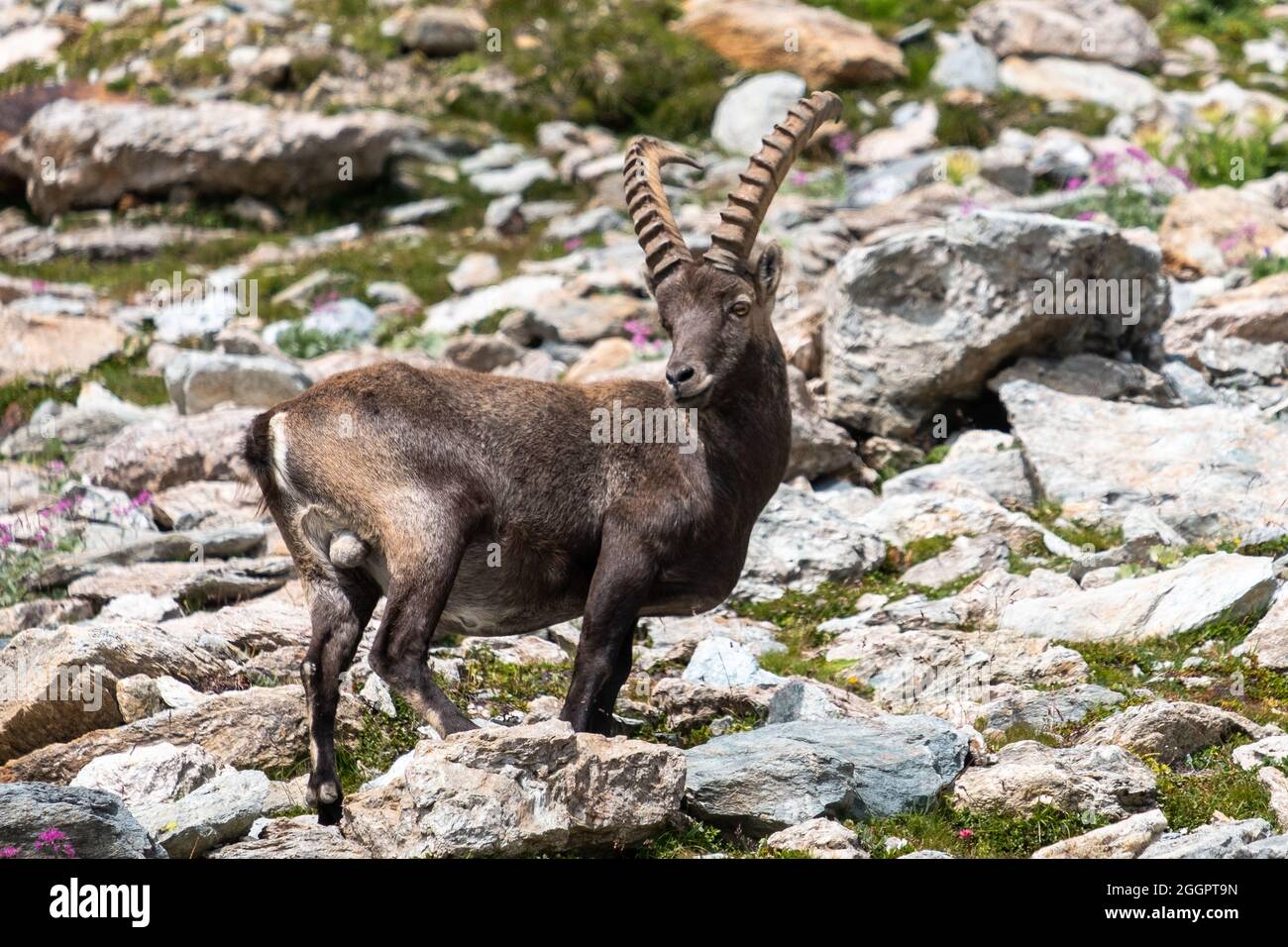Alpine Ibex (Capra ibex), Italian Alps Stock Photo - Alamy