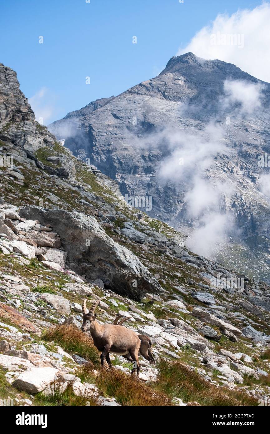 Two Alpine ibex on a background of mountains. Italian Alps Stock Photo ...