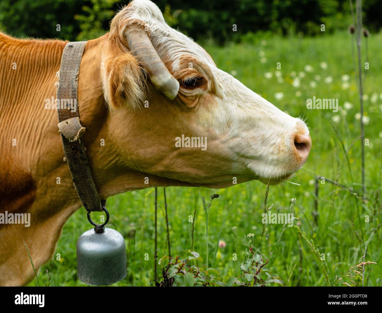 Close-up of the cow's head. Side view. On the neck hangs a bell. The ...