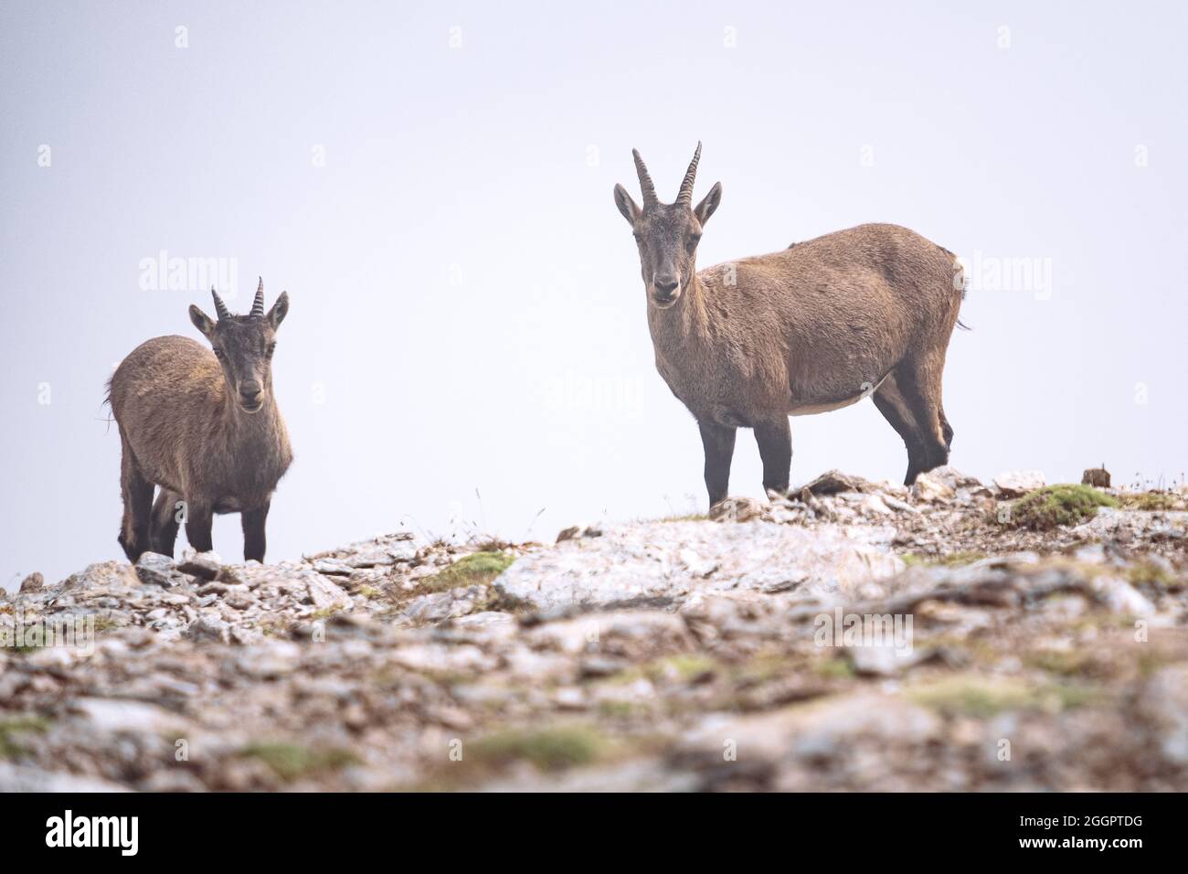 Chamois Goat High Resolution Stock Photography and Images - Alamy
