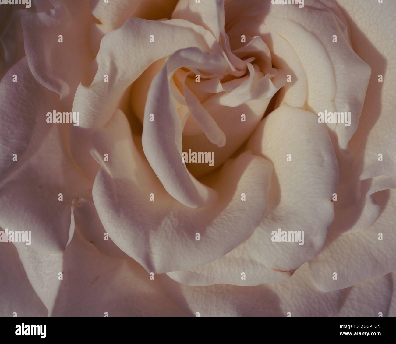 Soft flower petals hi-res stock photography and images - Alamy