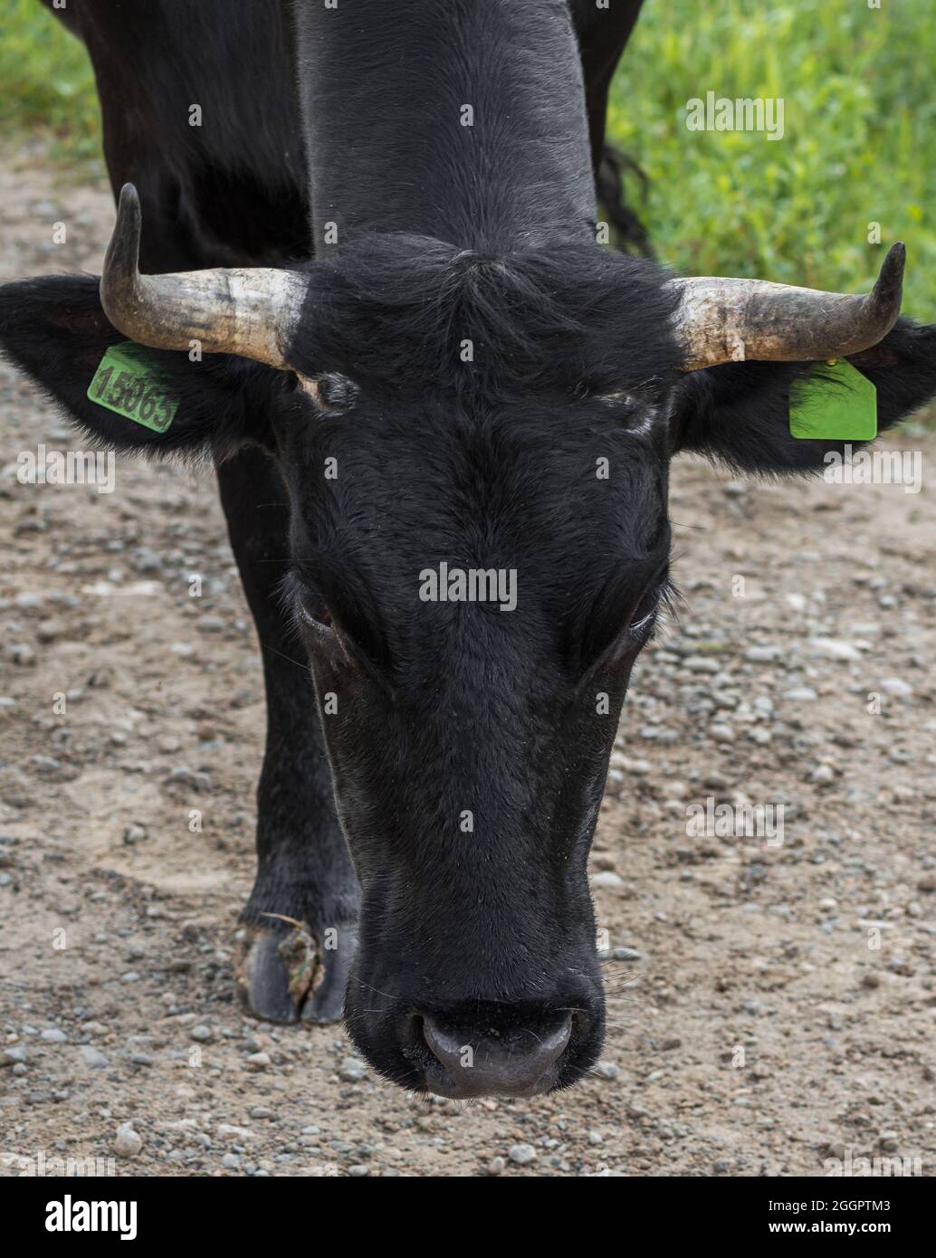 Black Cows Head High Resolution Stock Photography and Images - Alamy