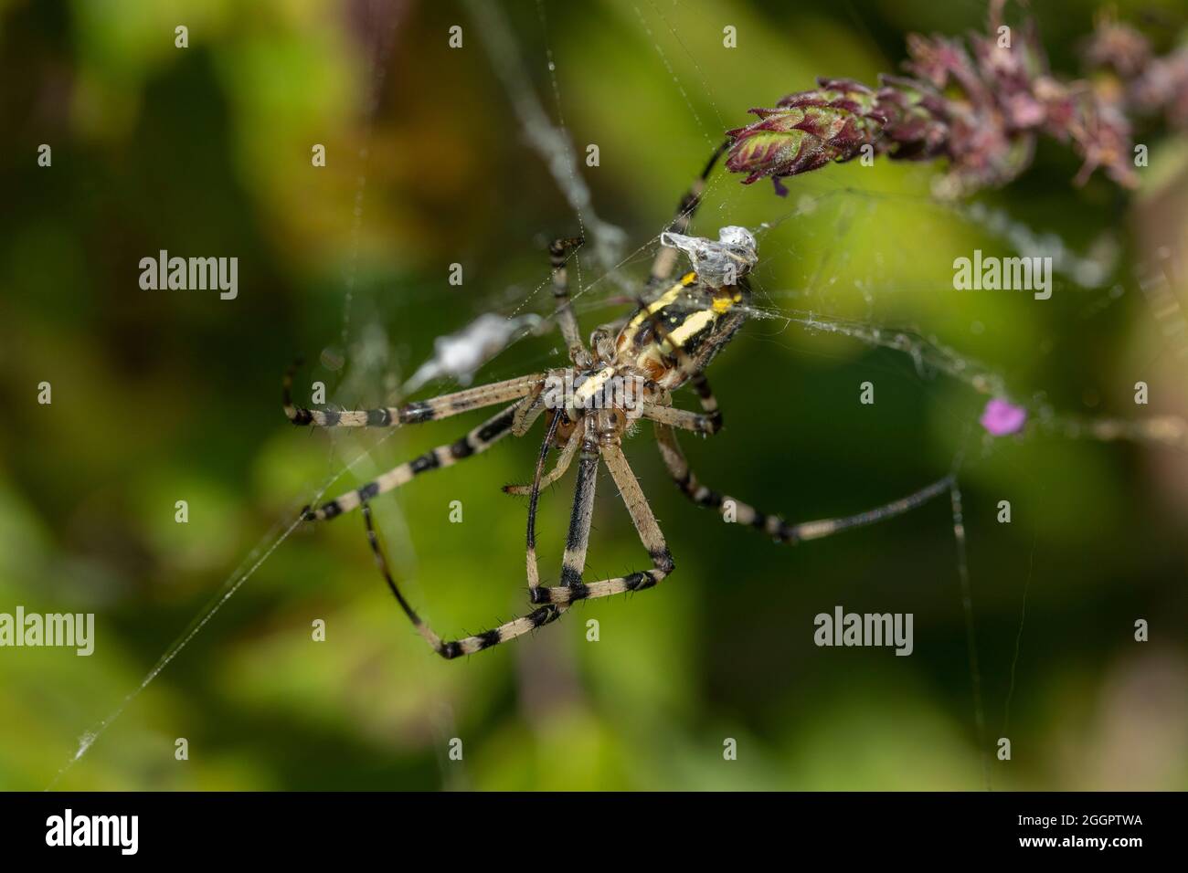 The spider species Argiope aurantia is commonly known as the yellow ...