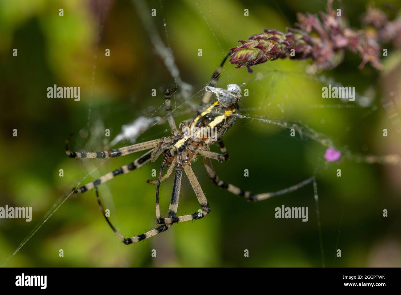 The spider species Argiope aurantia is commonly known as the yellow ...