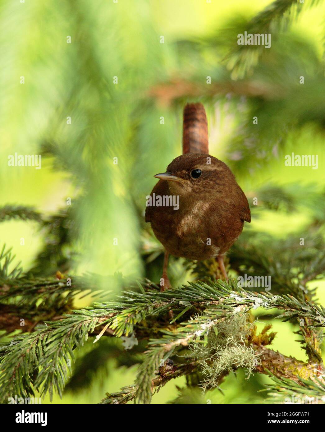 Wren bird ireland hi-res stock photography and images - Alamy