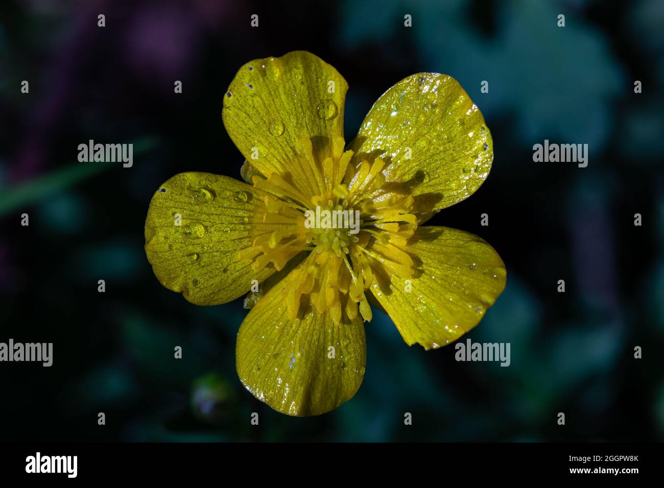Ranunculaceae family ranunculales hi-res stock photography and images ...