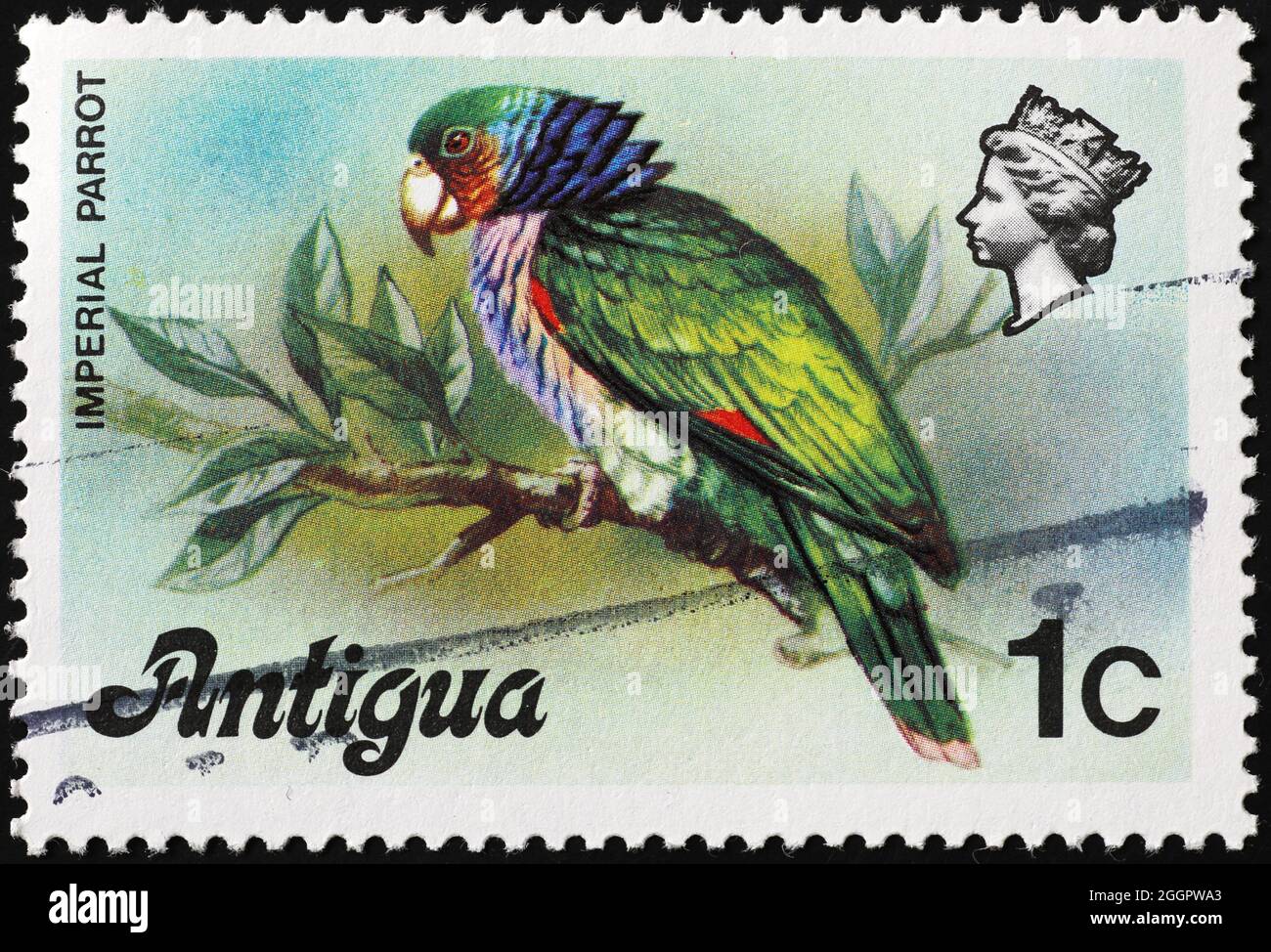 Imperial parrot on postage stamp of Antigua Stock Photo - Alamy